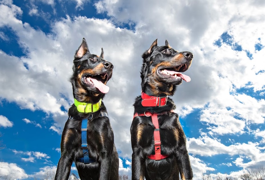 Team – C2 Dog Training