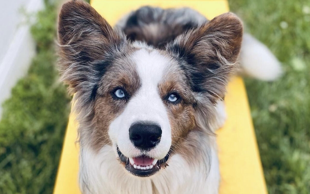 Team – C2 Dog Training